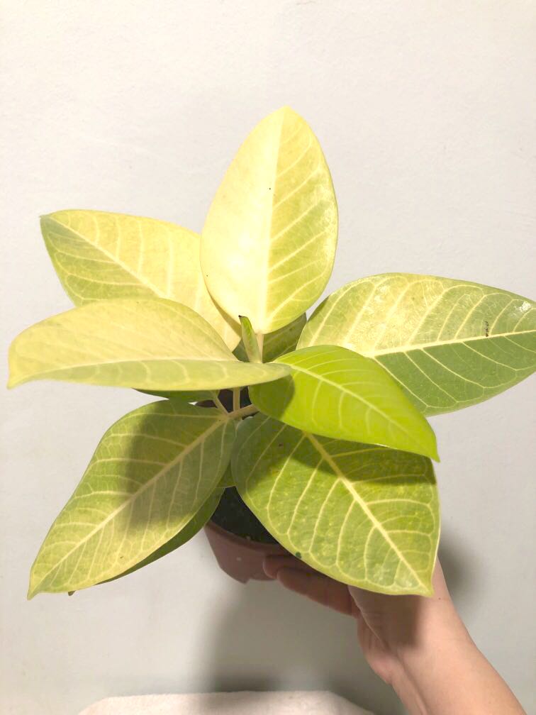 Ficus Gold, Furniture & Home Living, Gardening, Plants & Seeds on Carousell