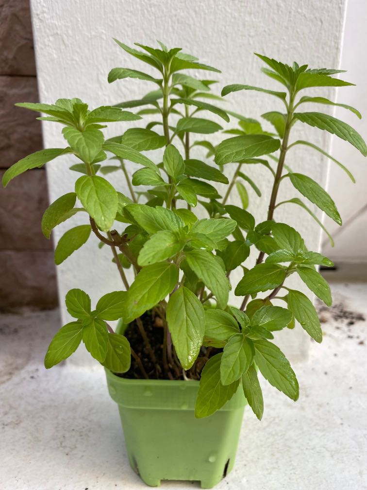Hung Cay Mint, Furniture & Home Living, Gardening, Plants & Seeds on ...