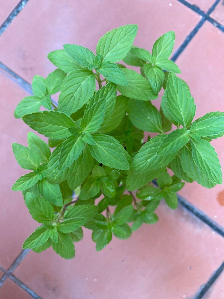 Hung Cay Mint, Furniture & Home Living, Gardening, Plants & Seeds on ...