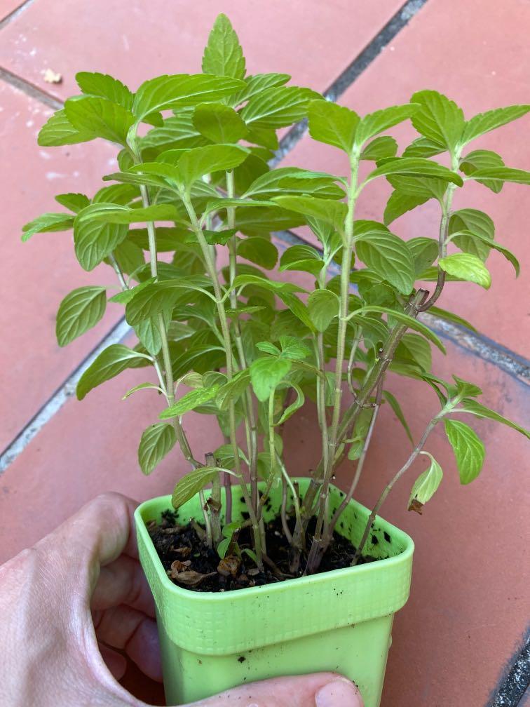 Hung Cay Mint, Furniture & Home Living, Gardening, Plants & Seeds on ...