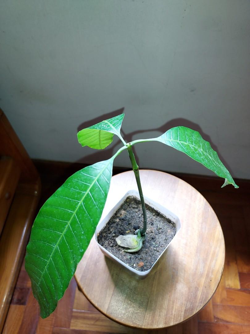 Kuini Mango Tree Sapling, Furniture & Home Living, Gardening, Plants ...