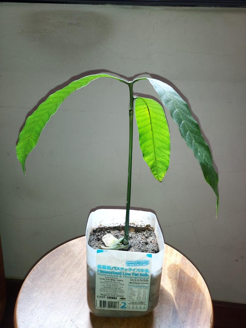 Kuini Mango Tree Sapling, Furniture & Home Living, Gardening, Plants ...