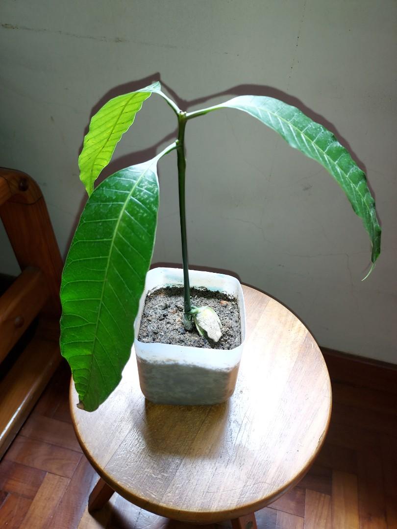 Kuini Mango Tree Sapling, Furniture & Home Living, Gardening, Plants ...