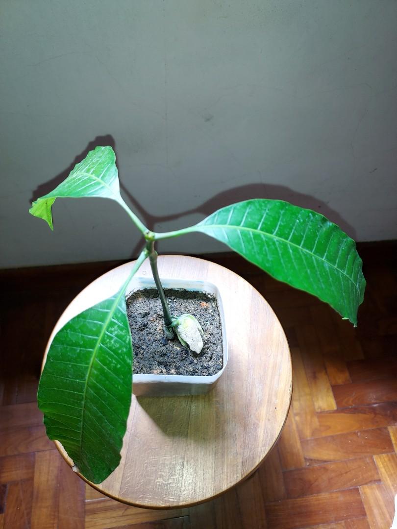 Kuini Mango Tree Sapling, Furniture & Home Living, Gardening, Plants ...