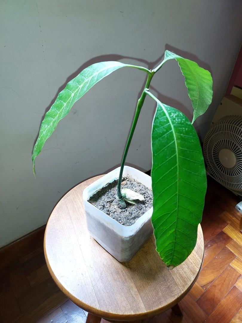 Kuini Mango Tree Sapling, Furniture & Home Living, Gardening, Plants ...