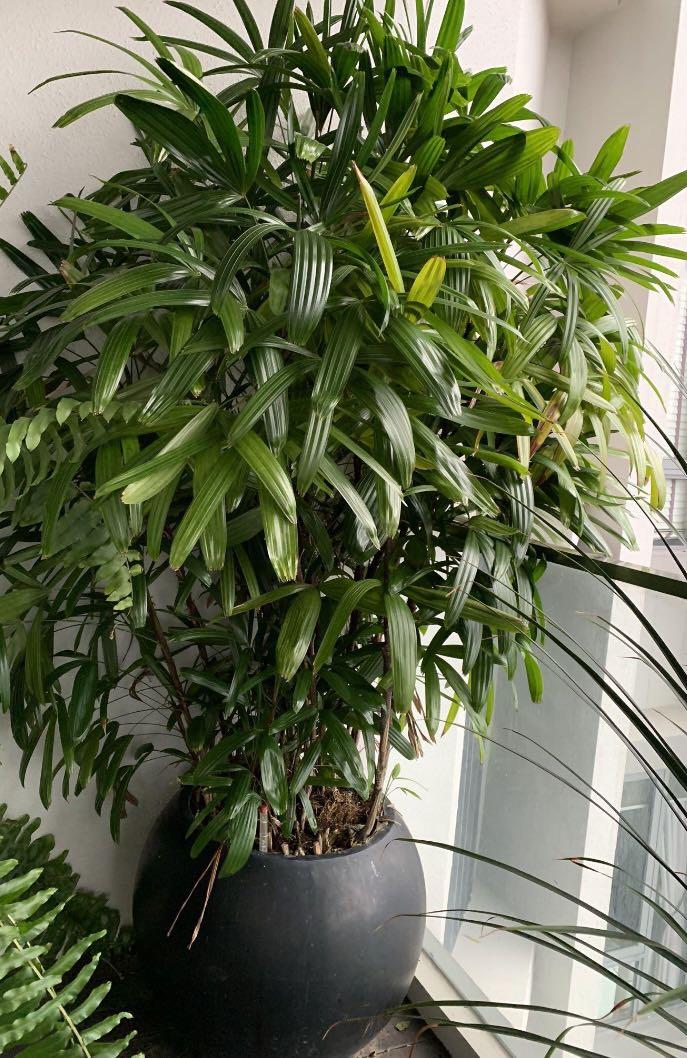 Large rhapis excelsa, Lady Palm with pot, Furniture & Home Living ...