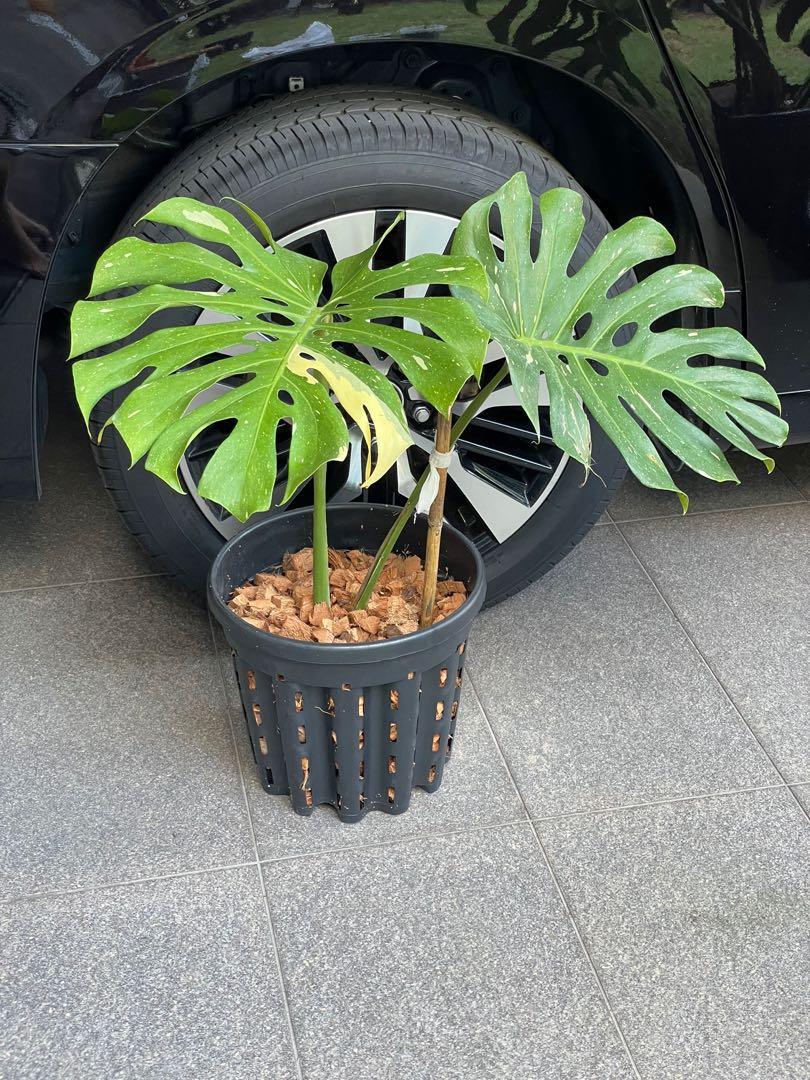 (National Day Sale) monstera thai constellation, Furniture & Home ...