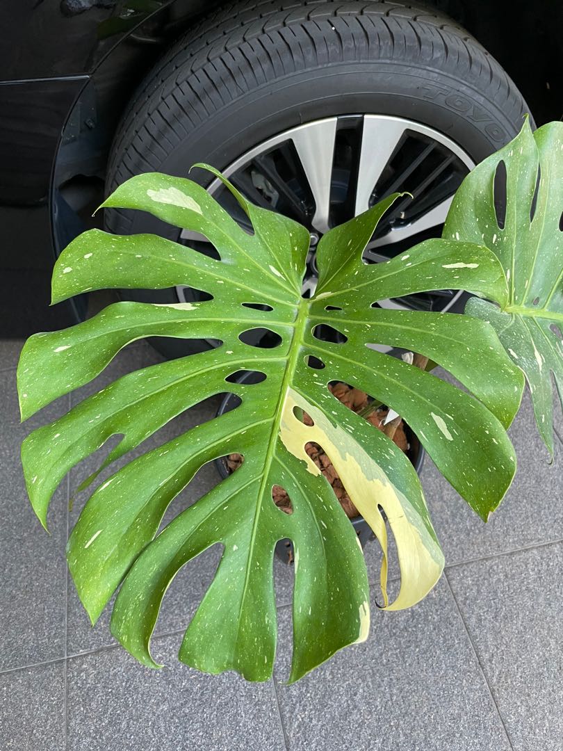 (National Day Sale) monstera thai constellation, Furniture & Home ...