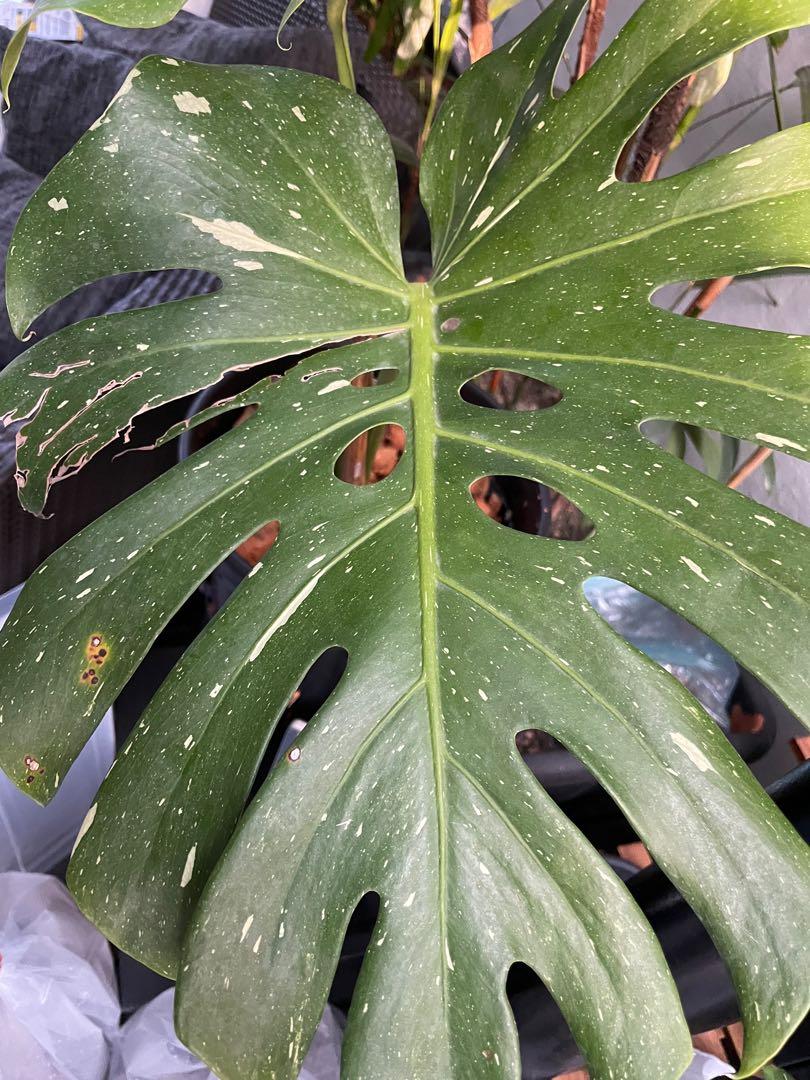 (National Day Sale) monstera thai constellation, Furniture & Home ...