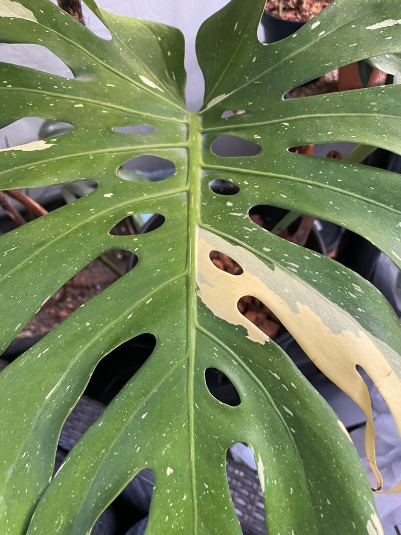(National Day Sale) monstera thai constellation, Furniture & Home ...