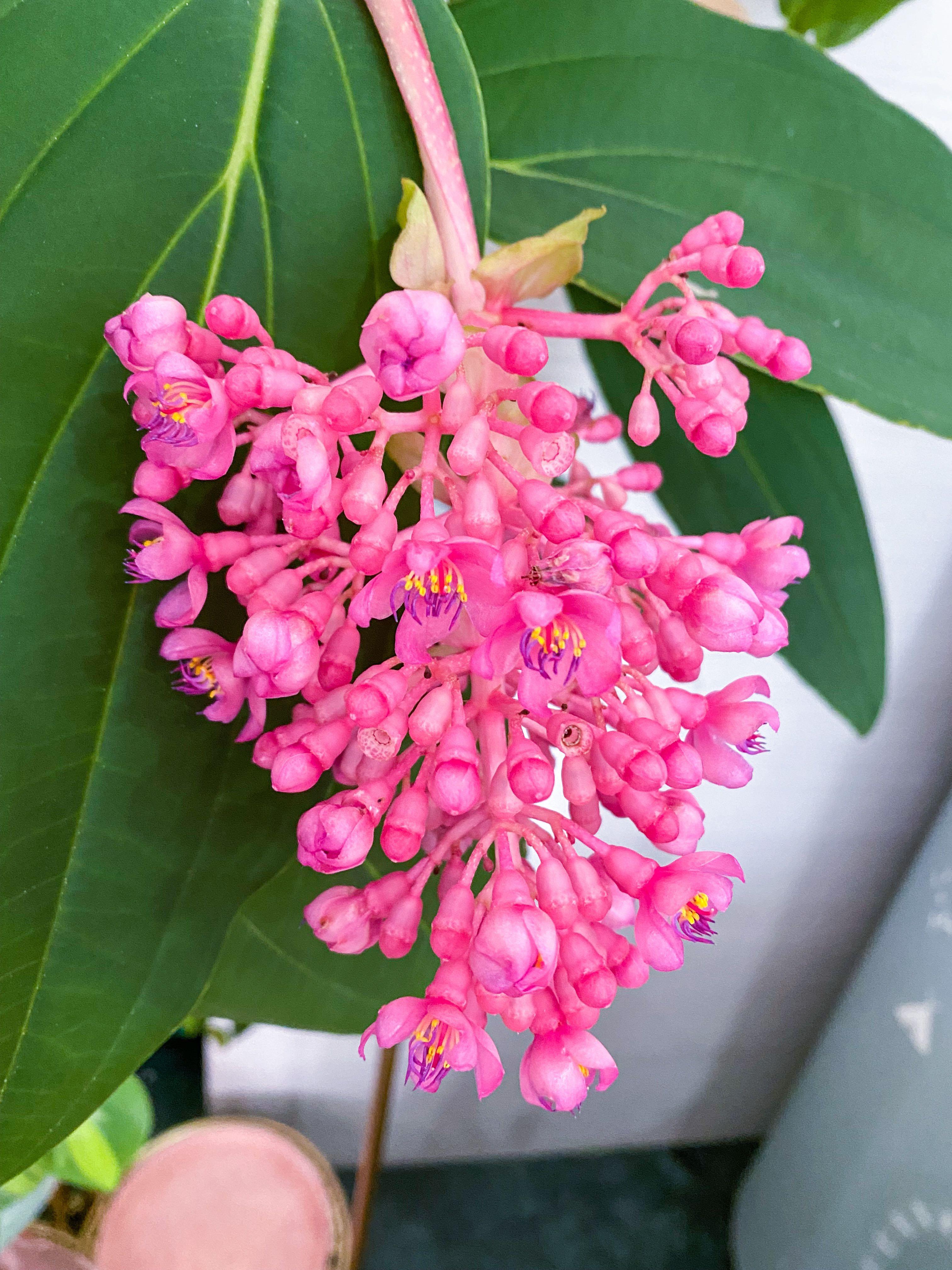 Rare exotic medinilla multiflora (sister of magnifica) , Furniture ...