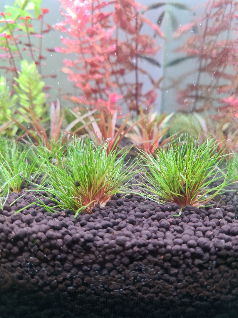 Aquatic Plant - Blood Vomit, Furniture & Home Living, Gardening, Plants ...