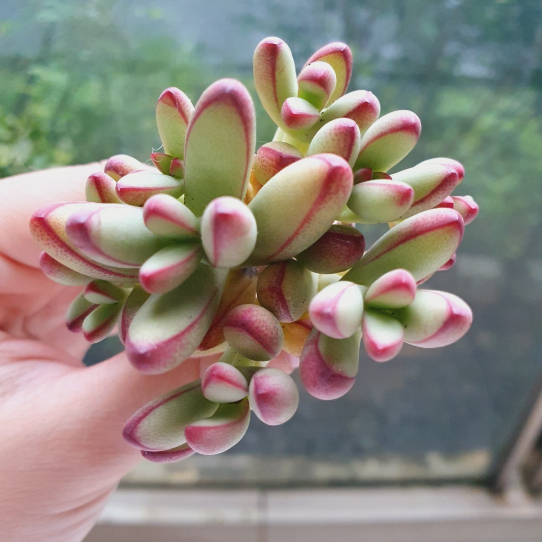 Beautiful Crassula Nudicaulis fat fat chuppy succulents, Furniture ...