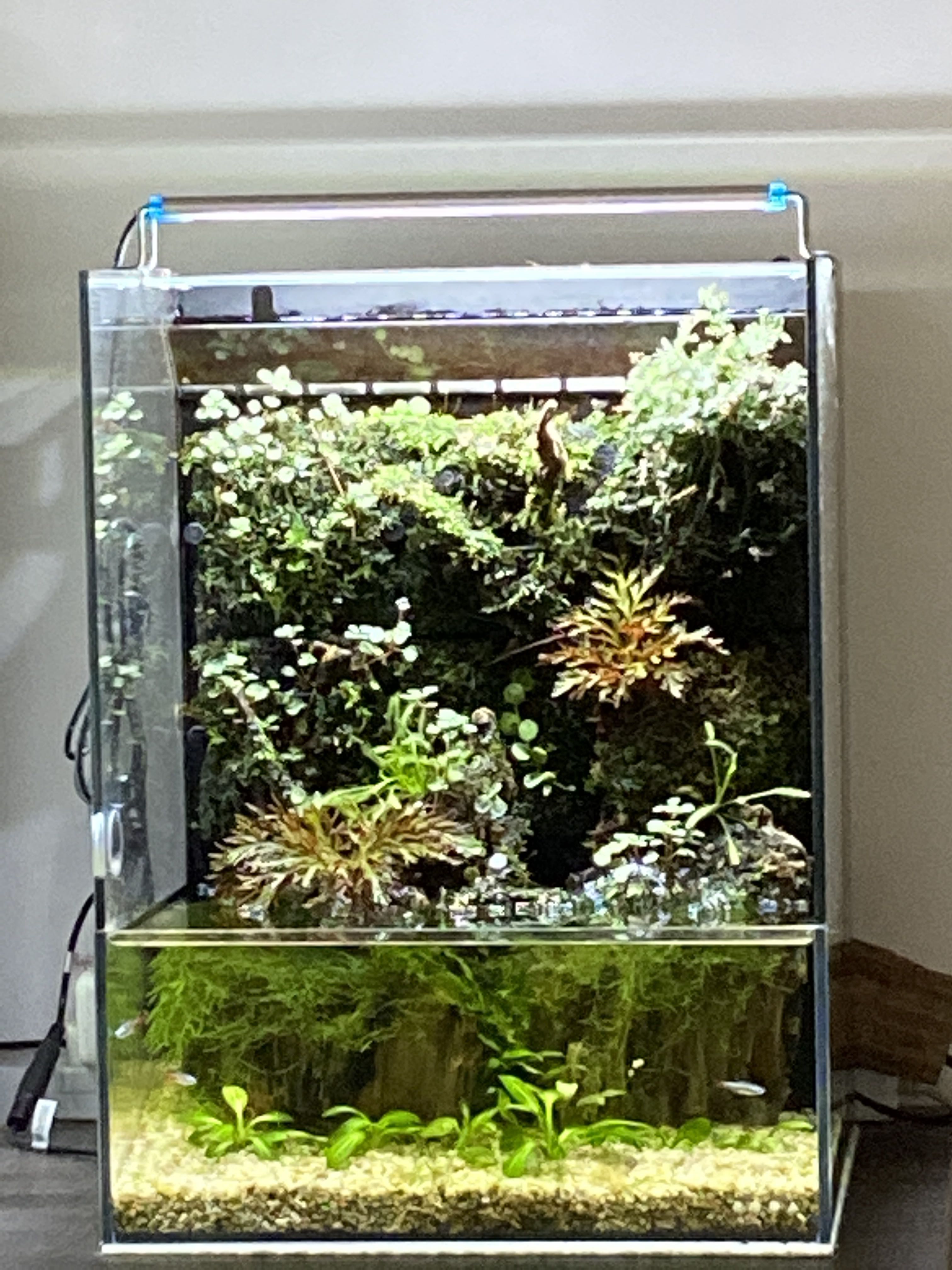 Dooa System Terra 30, Pet Supplies, Homes & Other Pet Accessories on ...