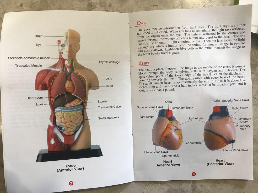 Human Torso Model Kit, Hobbies & Toys, Toys & Games on Carousell