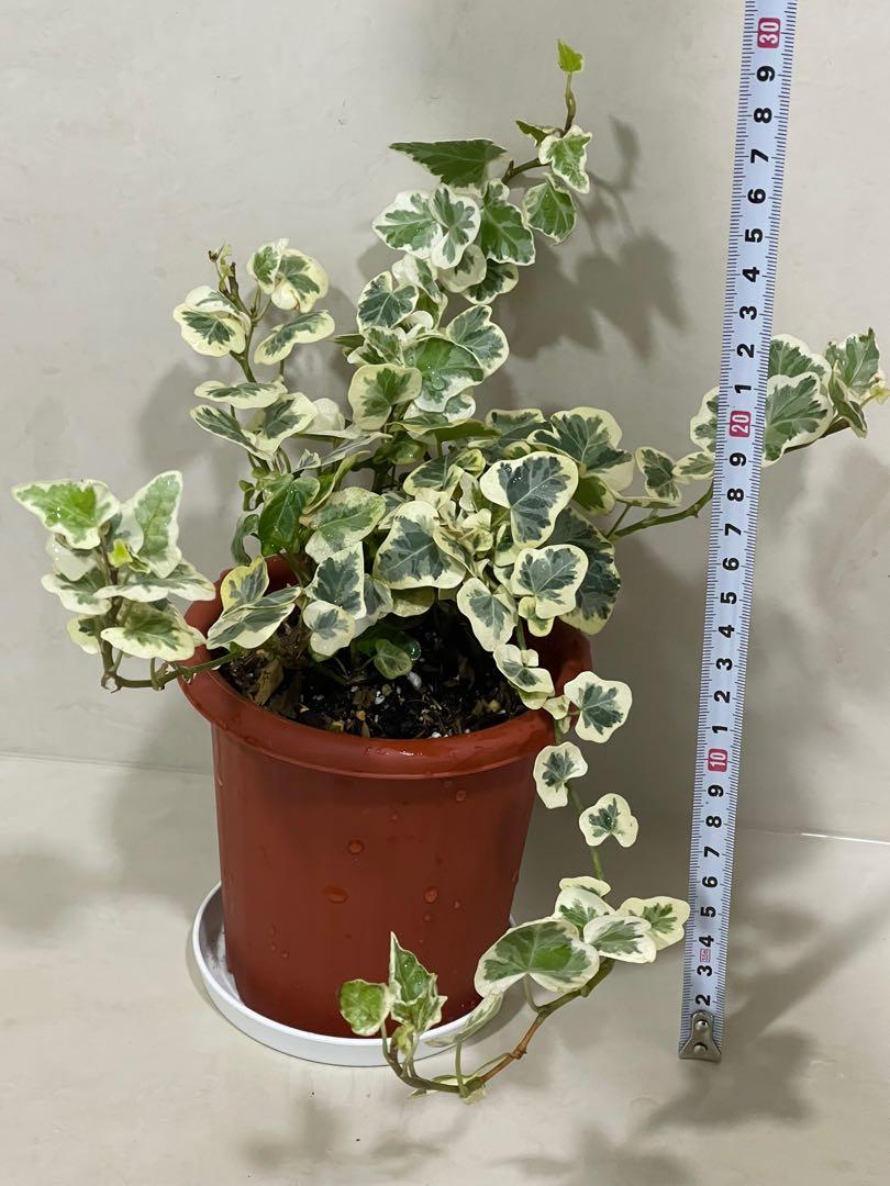 Japan Hedera Helix Yukihotaru, Furniture & Home Living, Gardening ...