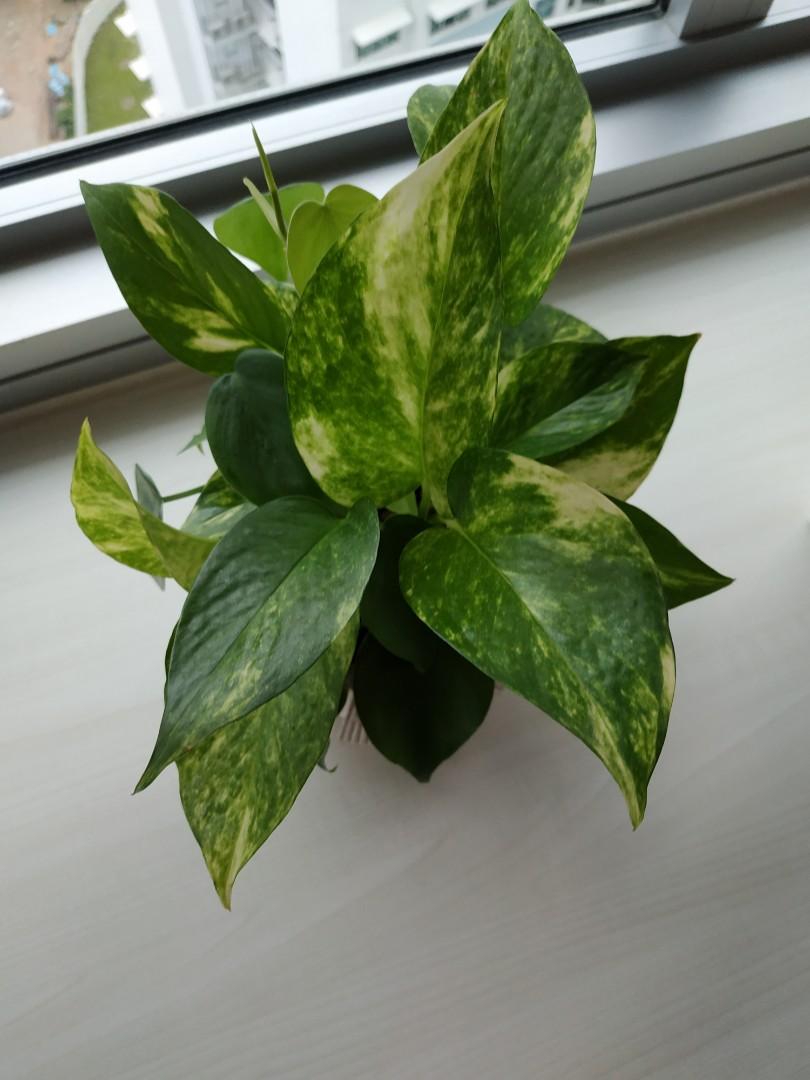 Philodendron brazil cum golden pothos plant, Furniture & Home Living ...