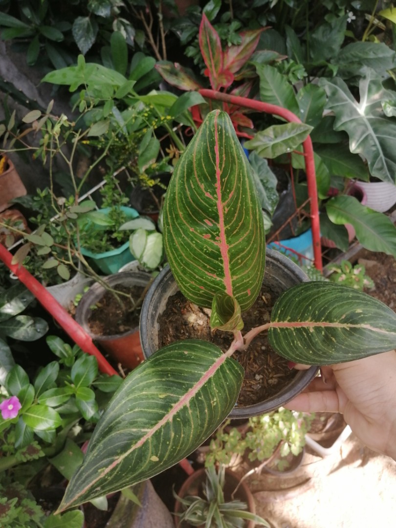 Aglaonema Green legacy, Furniture & Home Living, Gardening, Plants ...