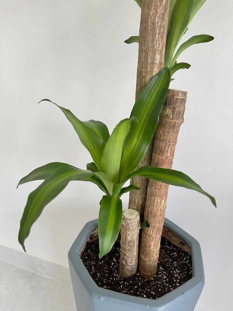 Dracanea Fragrans MASSANGEANA Iron Tree 铁树, Furniture & Home Living ...