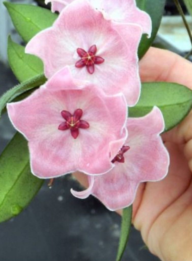 hoya patella pink, Furniture & Home Living, Gardening, Plants & Seeds ...