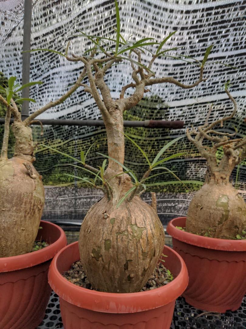 Adenium Nova Tanzania, Furniture & Home Living, Gardening, Plants ...