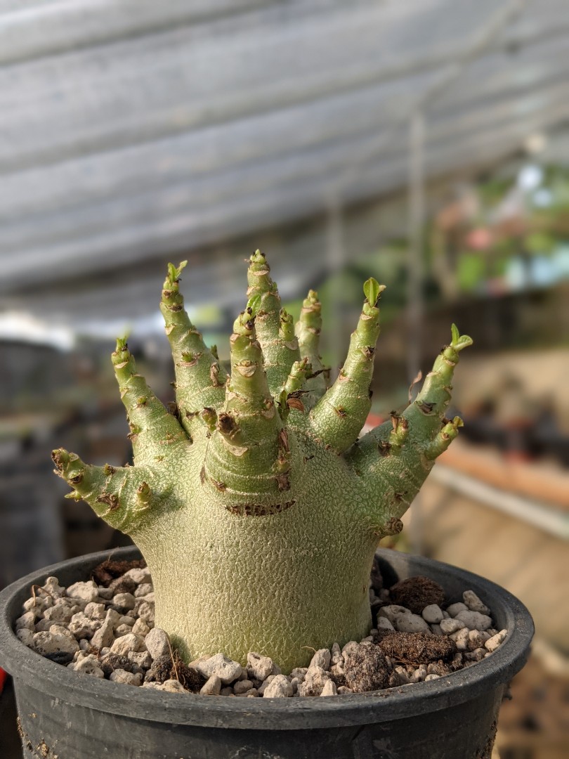 Adenium rambo, Furniture & Home Living, Gardening, Plants & Seeds on ...