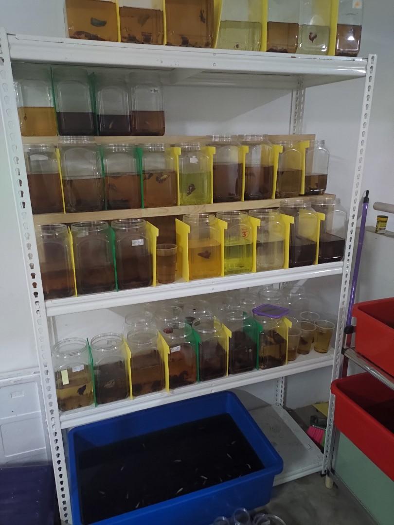 Betta keeping boltless rack, Furniture & Home Living, Furniture ...