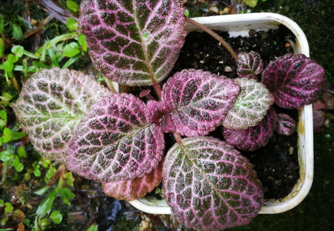 Episcia Joy's triple beauty, Furniture & Home Living, Gardening, Plants ...