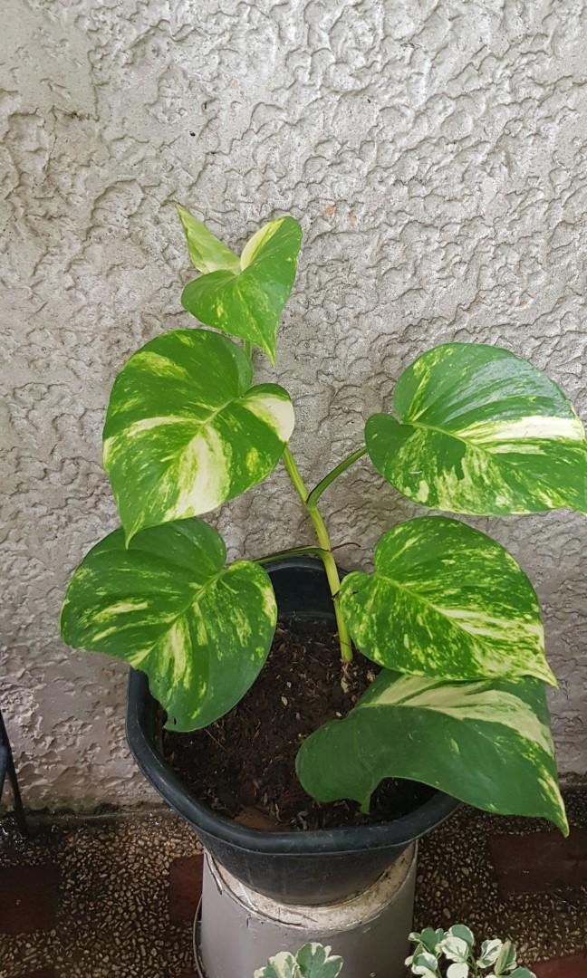 Giant Golden Pothos, Furniture & Home Living, Gardening, Plants & Seeds ...