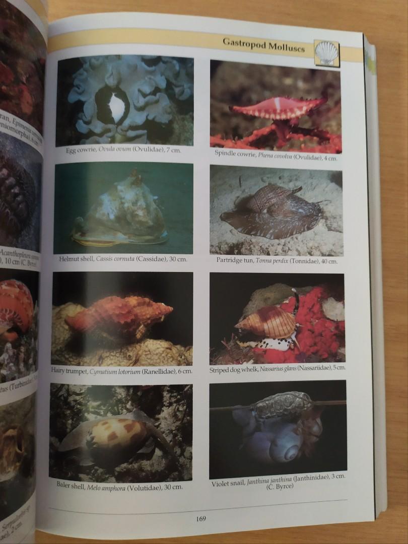 Indo-Pacific Coral Reef Field Guide, Hobbies & Toys, Books & Magazines ...