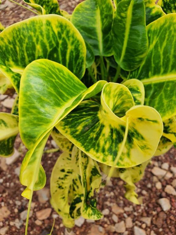 Pokok Pudding (Pokok Hiasan), Furniture & Home Living, Gardening ...