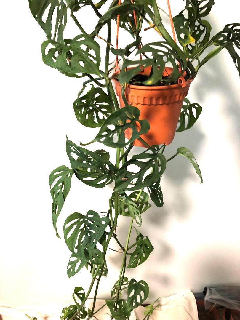 Trailing Monstera Adansonii, Furniture & Home Living, Gardening, Plants ...