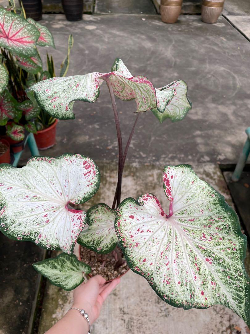 Caladium Candyland, Furniture & Home Living, Gardening, Plants & Seeds ...
