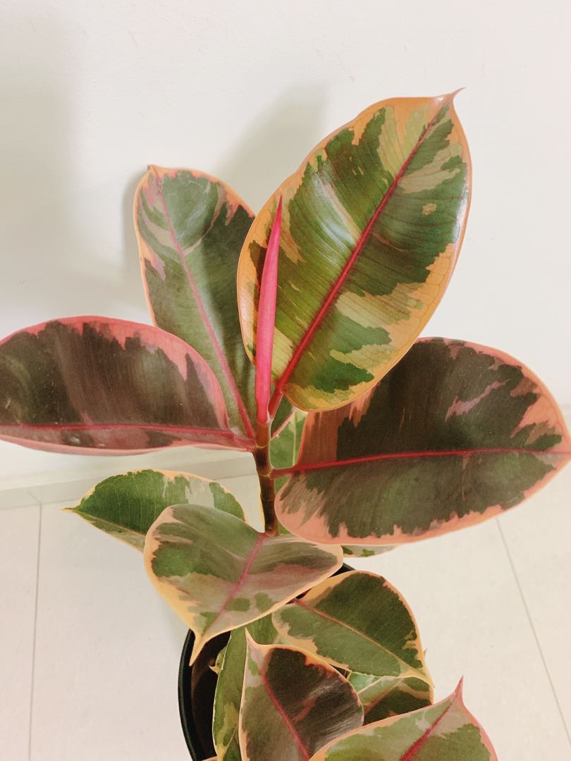 Ficus elastica red variegated ~ with black ceramic pot and saucer ...