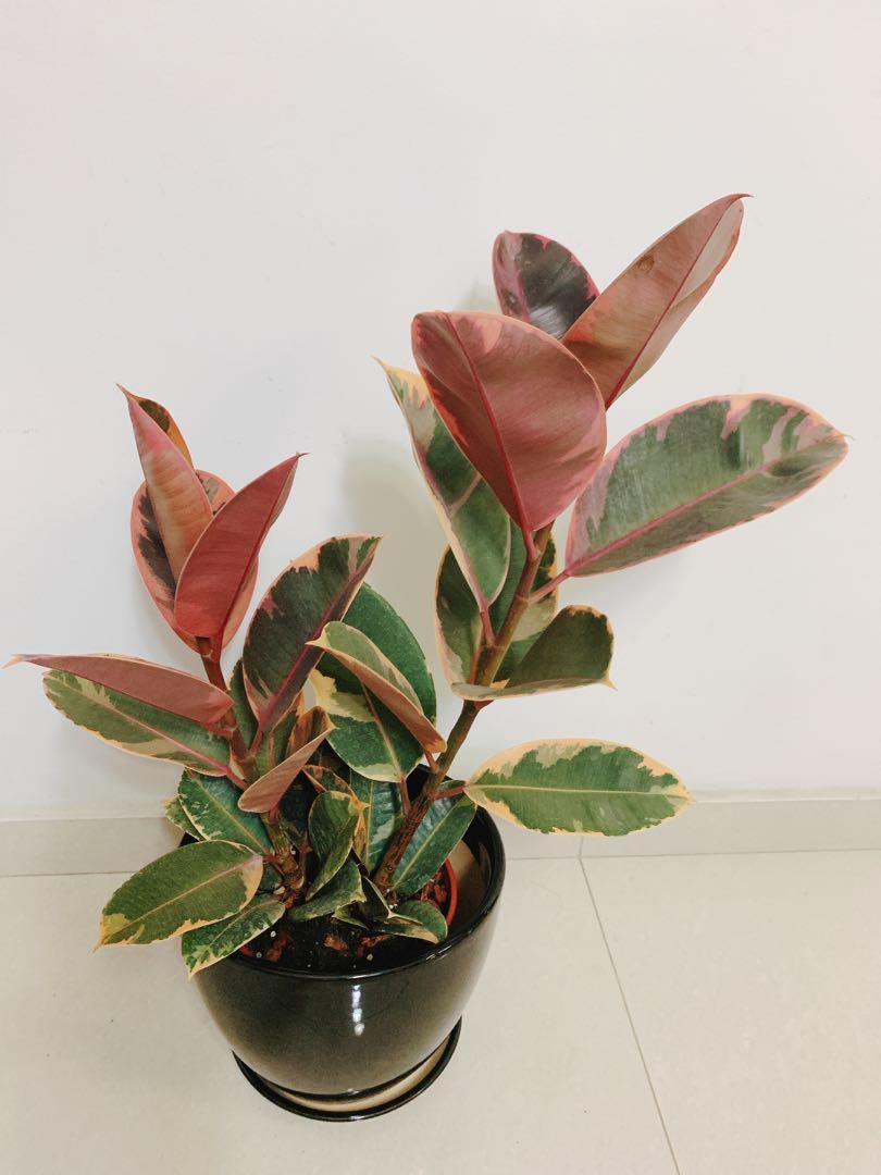 Ficus elastica red variegated ~ with black ceramic pot and saucer ...