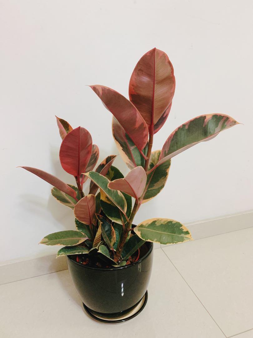 Ficus elastica red variegated ~ with black ceramic pot and saucer ...