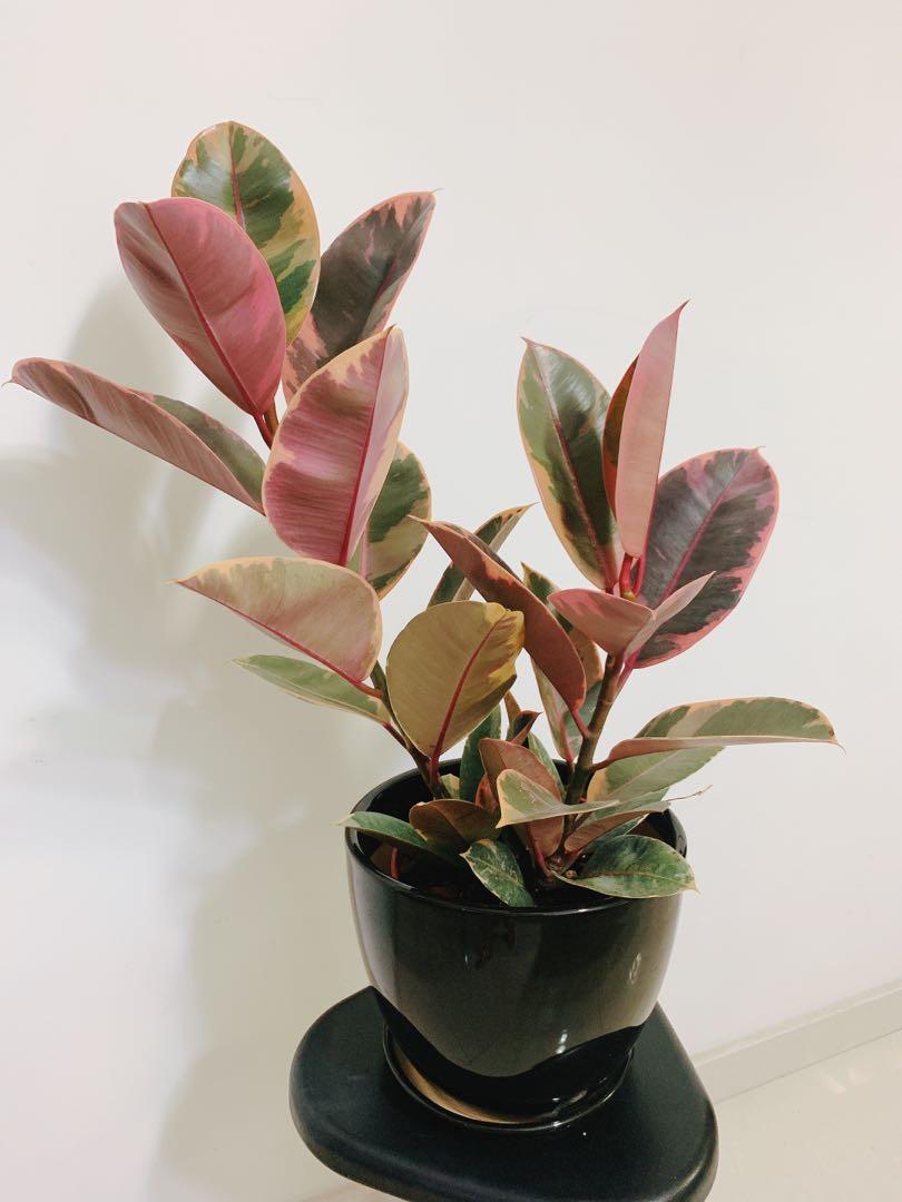 Ficus elastica red variegated ~ with black ceramic pot and saucer ...