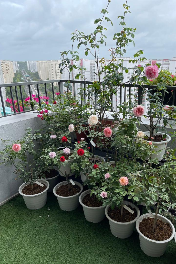 [SOLD ] Potted David Austin Roses, Japanese Junko Kawamoto Rose & Other ...