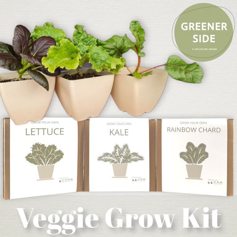 DIY Plant Kit Guaranteed to Grow | Soil-Based Mini Gardening Kit | Grow ...