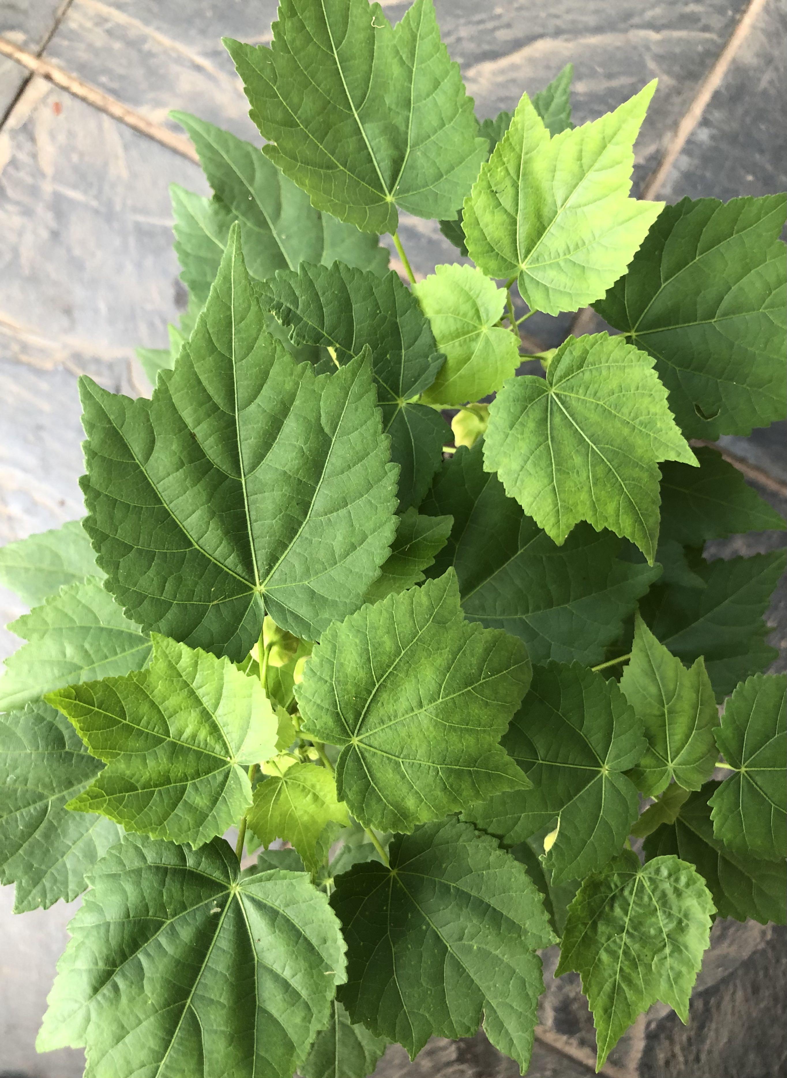 和風Japanese dwarf abutilon First Love bonsai style wedding birthday gift ...