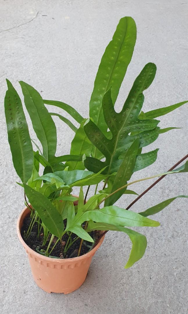 Microsorum scolopendria, Phymatosorus scolopendria, monarch fern, musk ...