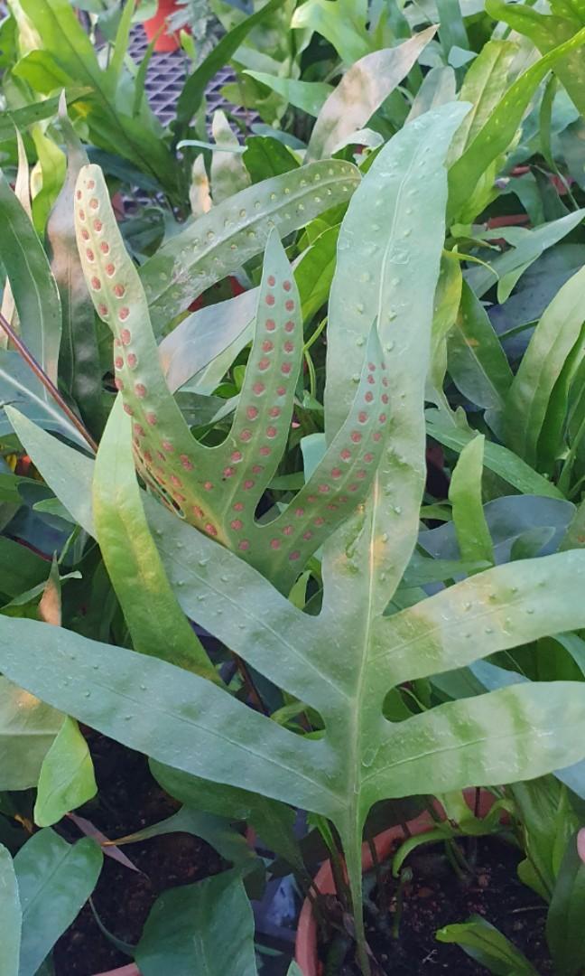 Microsorum scolopendria, Phymatosorus scolopendria, monarch fern, musk ...