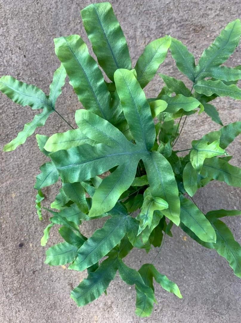 Microsorum scolopendria, Phymatosorus scolopendria, monarch fern, musk ...