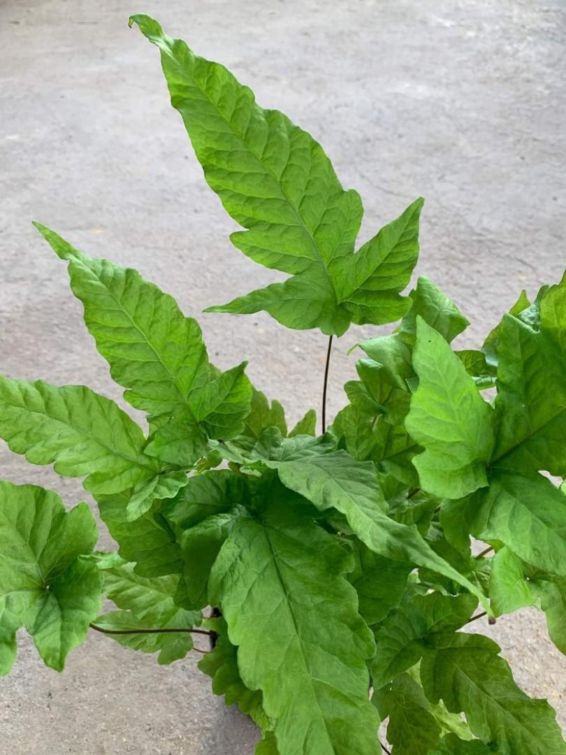 Pteris Fern SP (15cm pot), Furniture & Home Living, Gardening, Plants ...