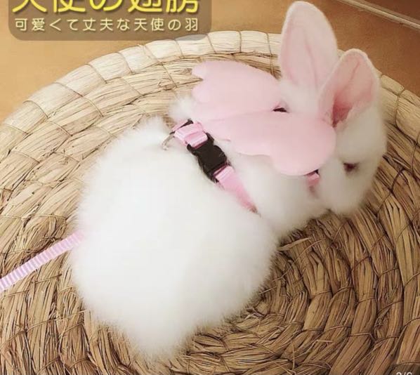Rabbit harness (Pink Angel wings), Pet Supplies, Homes & Other Pet ...