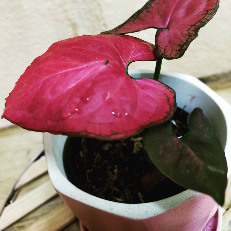 Home & Living Orm Nak Red extremely rare & hard to find Outdoor ...