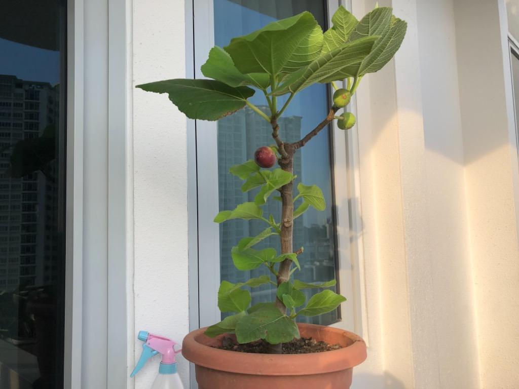 Fig Fruit Tree (Iraqi Fig Palmata, Spade Leaf), Furniture & Home Living ...