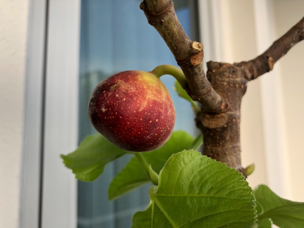 Fig Fruit Tree (Iraqi Fig Palmata, Spade Leaf), Furniture & Home Living ...