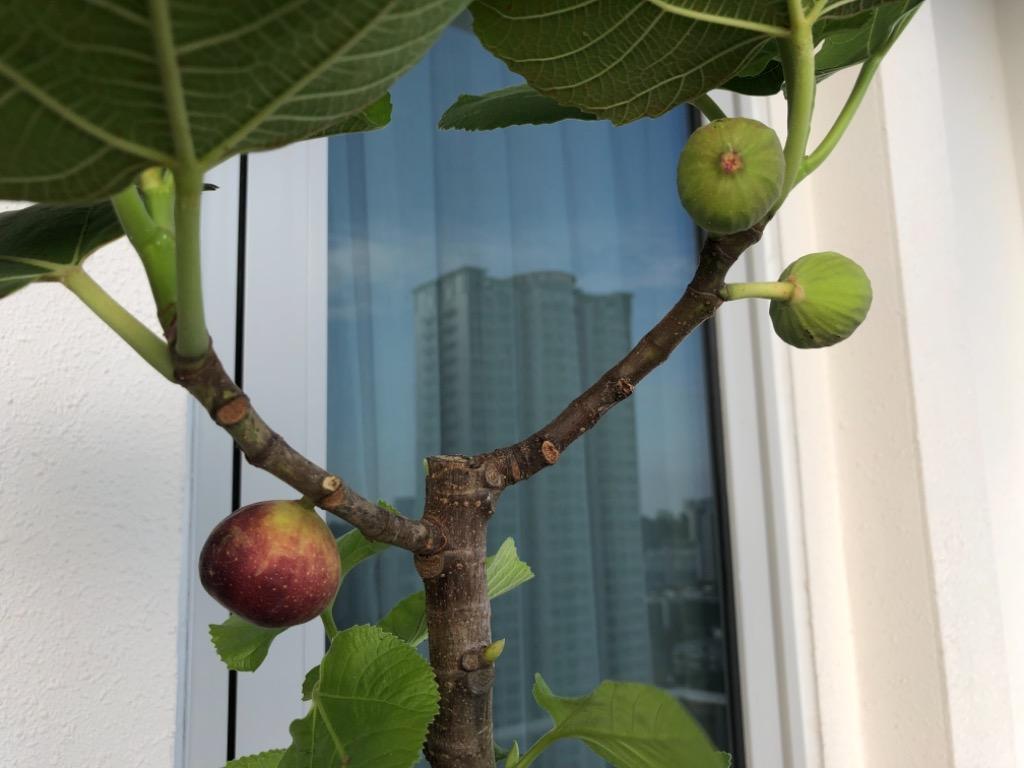 Fig Fruit Tree (Iraqi Fig Palmata, Spade Leaf), Furniture & Home Living ...