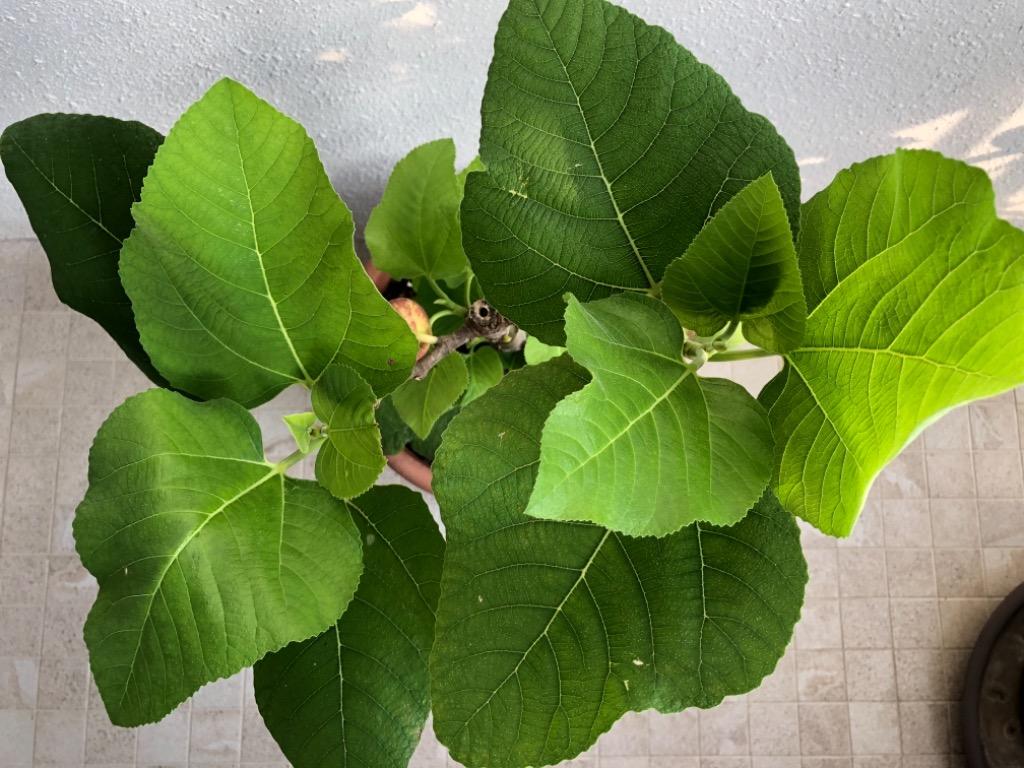 Fig Fruit Tree (Iraqi Fig Palmata, Spade Leaf), Furniture & Home Living ...